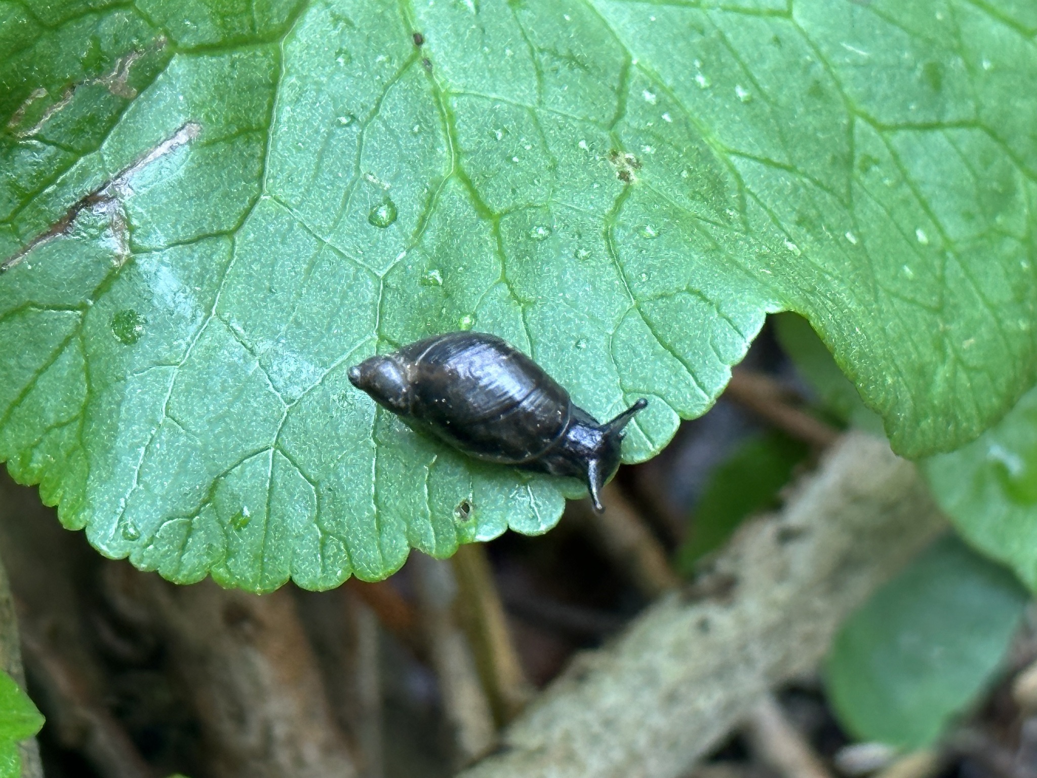 Succinea putris (Linnaeus, 1758)