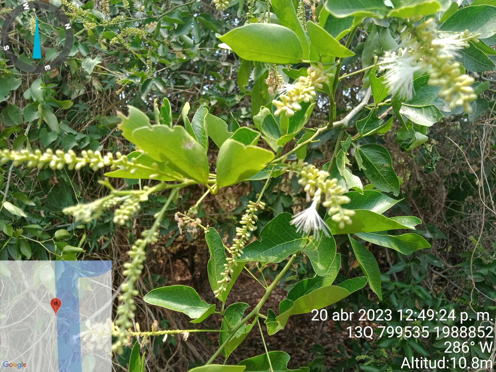 Pithecellobium lanceolatum (Humb. & Bonpl. ex Willd.) Benth.