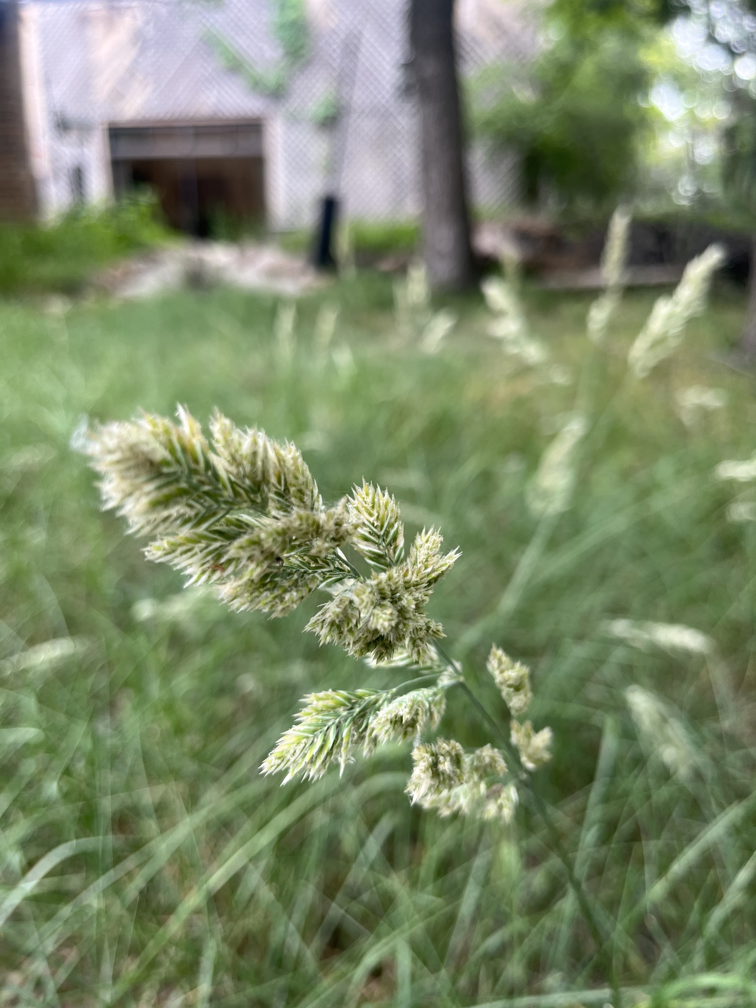 Poa arachnifera Torr.