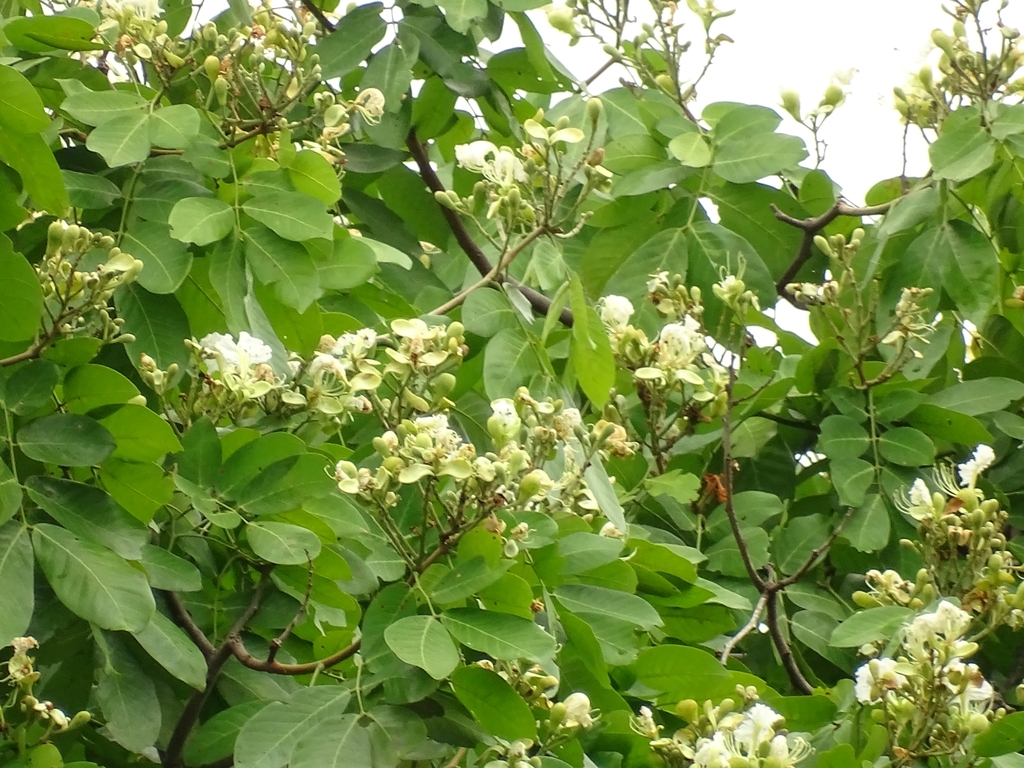 Berlinia grandiflora from Bassila, Bénin on April 19, 2023 at 03:06 PM ...
