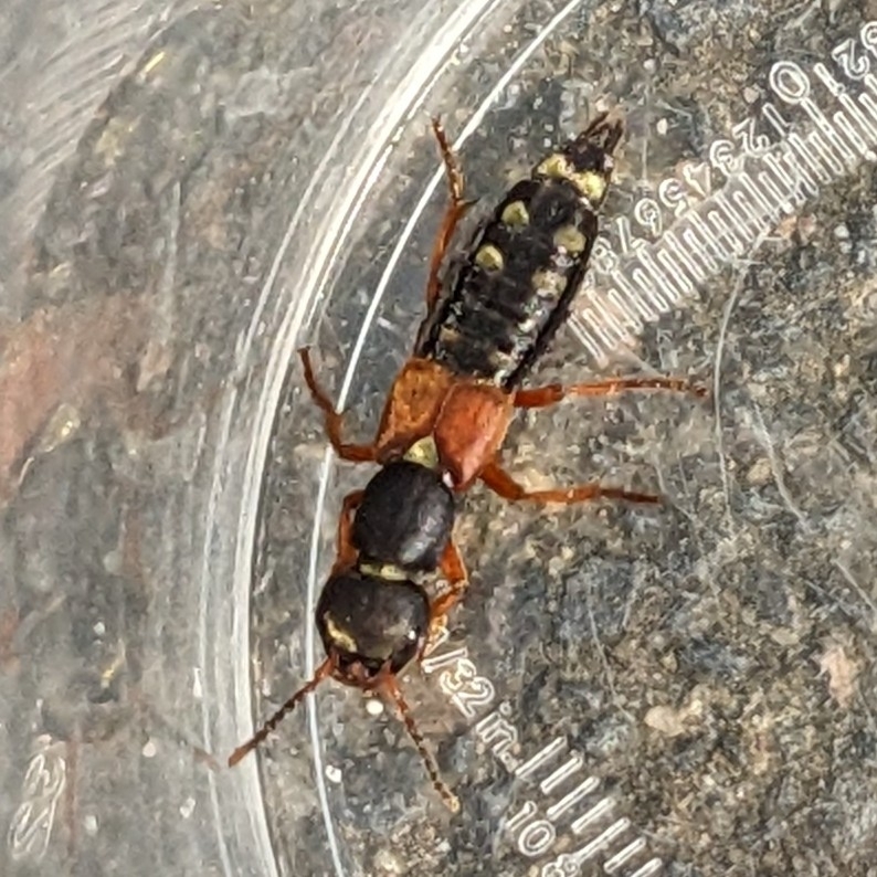 Staphylinus erythropterus Linnaeus, 1758