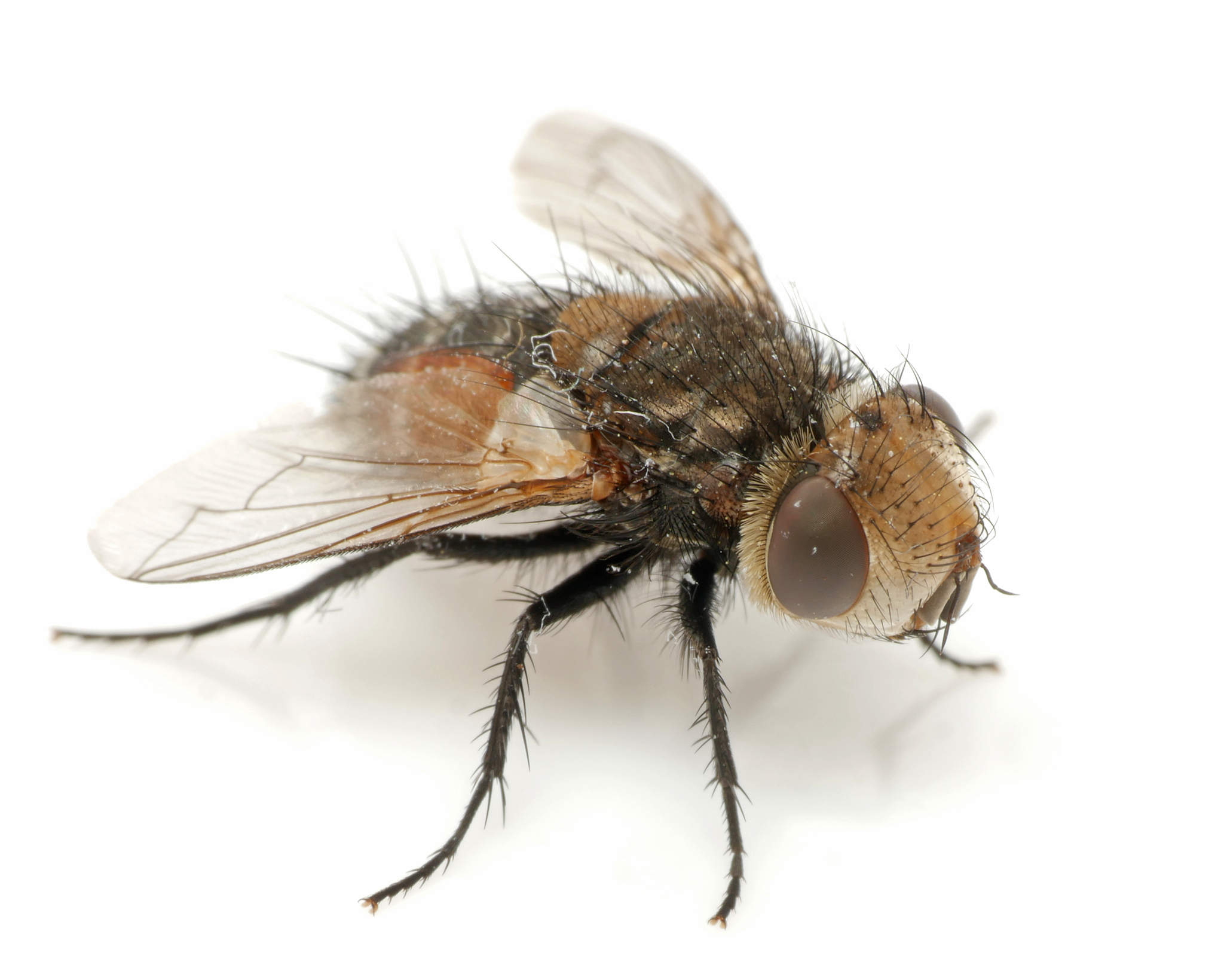 Gonia ornata Meigen, 1826