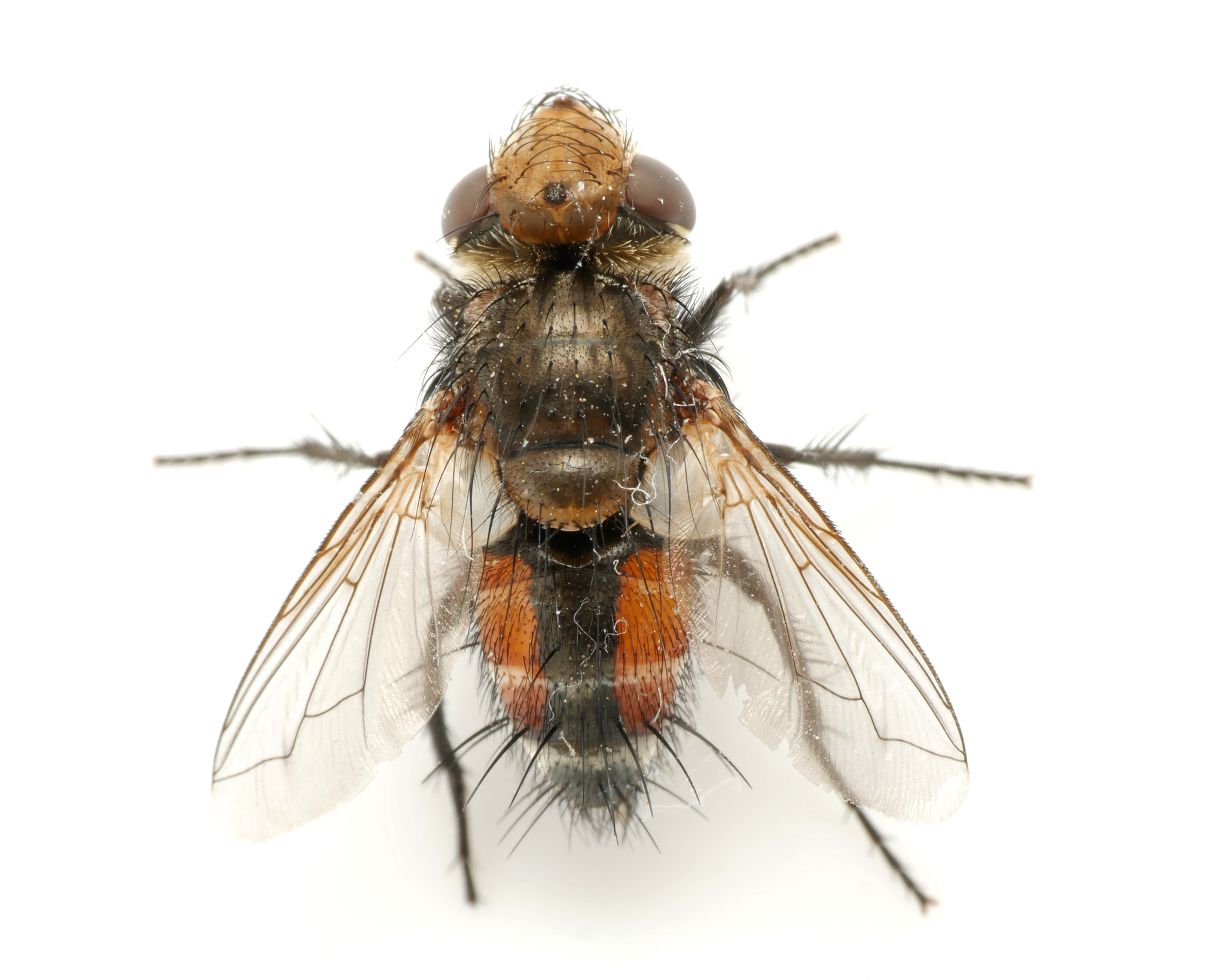 Gonia ornata Meigen, 1826