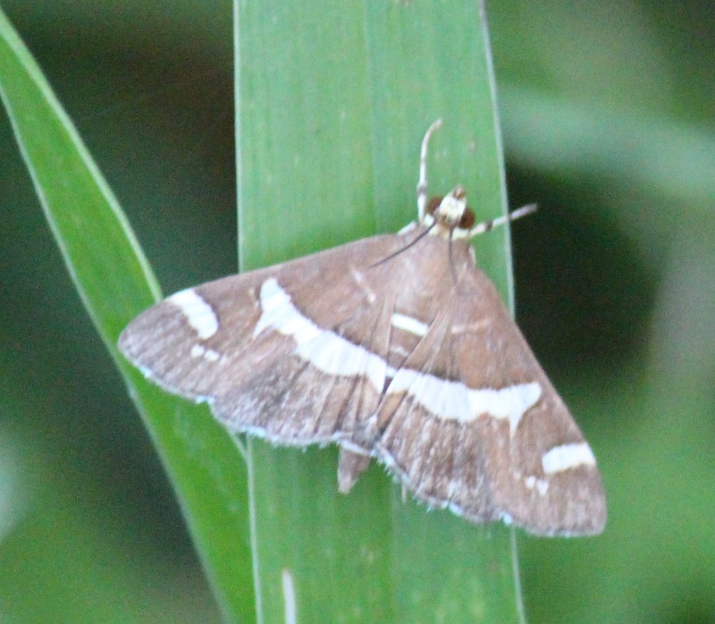 Hawaiian Beet Webworm Moth from Dongfang, Hainan, China on September 21 ...