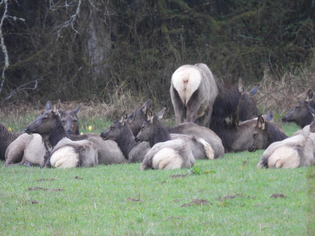 Wapiti from Ocean Beach Hwy at Grays River, Wahkiakum County, WA, USA ...