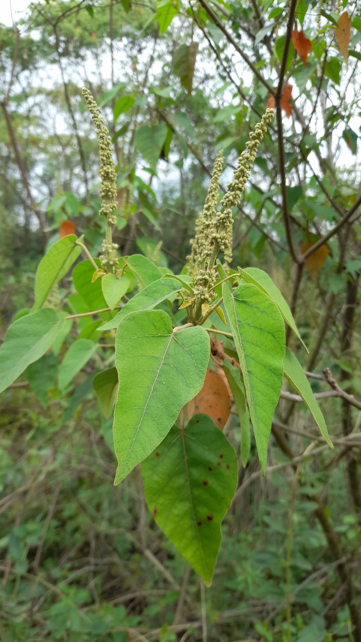 Croton urucurana Baill.