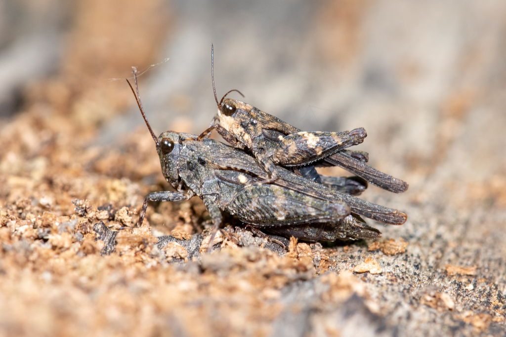 Black-sided Pygmy Grasshopper from Lewisville, TX, USA on April 21, 2023 at 01:35 PM by Kerry ...