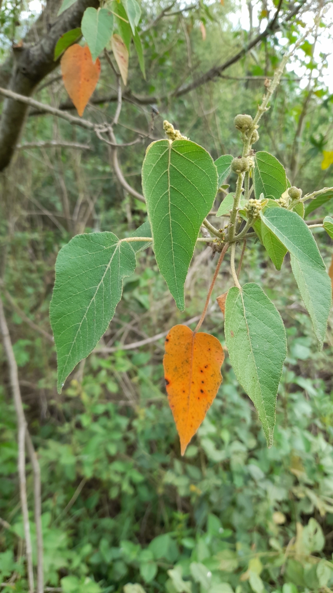 Croton urucurana Baill.