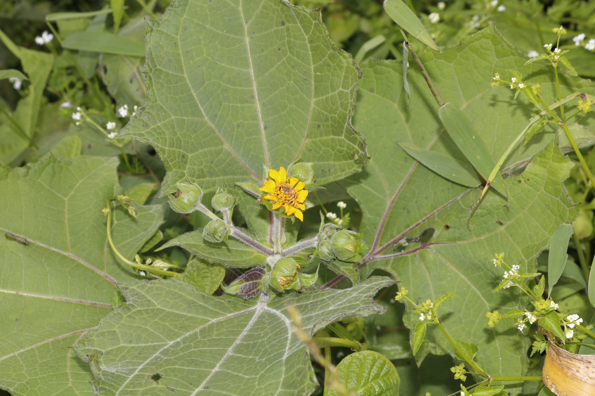 Smallanthus sonchifolius (Poepp. & Endl.) H.Rob.