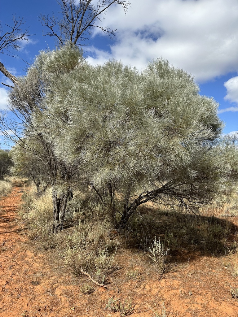 Acacia loderi in April 2023 by Tina Gillespie · iNaturalist