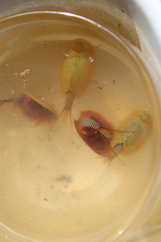 Vernal Pool Tadpole Shrimp in April 2023 by jandsluckenbill · iNaturalist