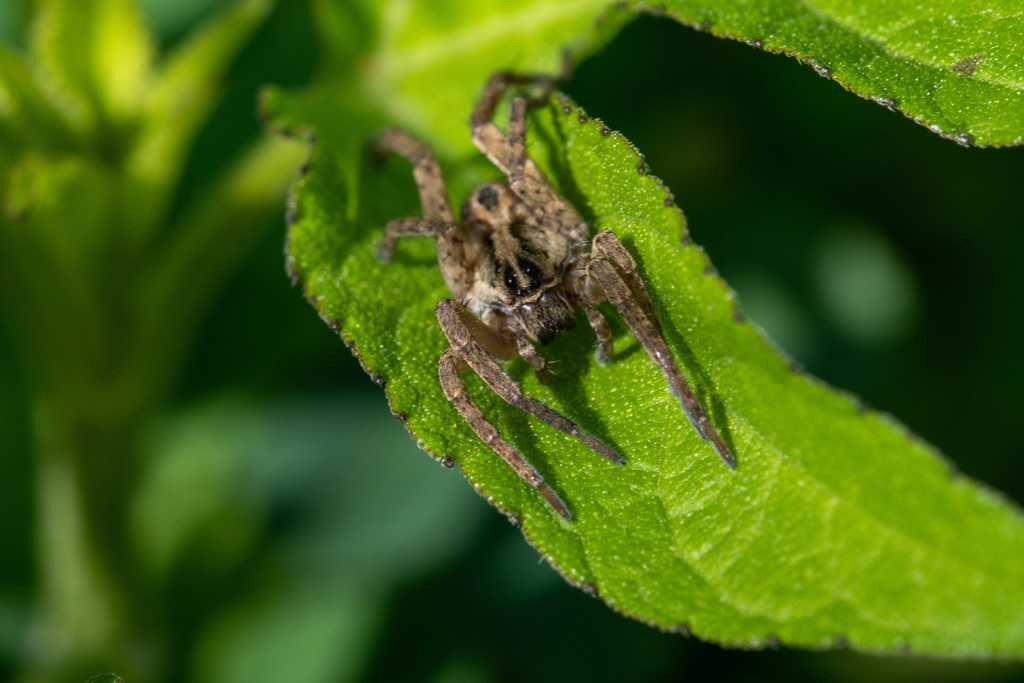 lance wolf spider from Lewisville, TX, USA on April 21, 2023 at 05:26 ...