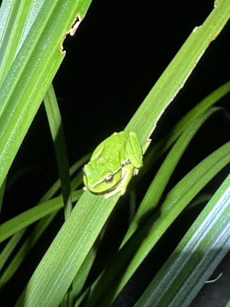 Southern Leaf Green Tree Frog in April 2023 by Tim Bawden · iNaturalist