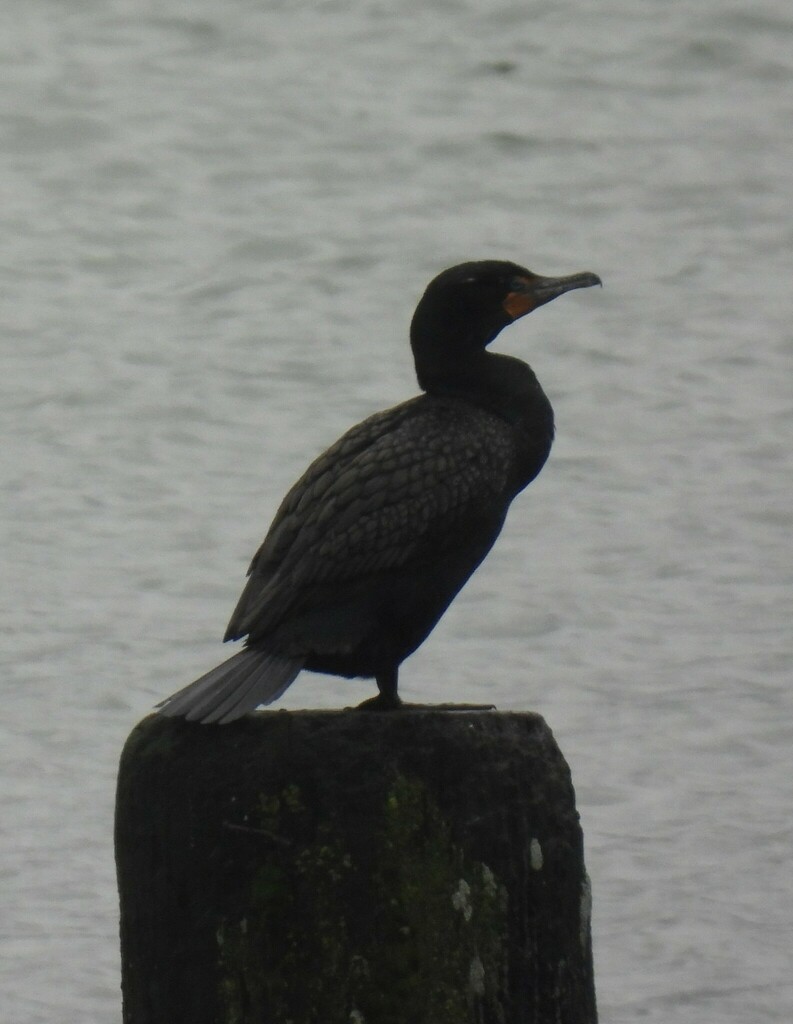 Double-crested Cormorant from Willapa Bay, Hwy 101, Pacific County, WA ...