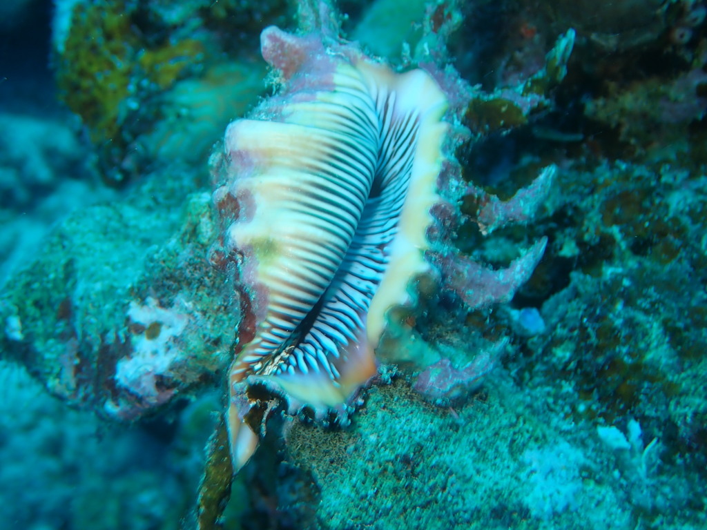 Scorpion Spider Conch from Qamea, Fiji on October 4, 2018 at 03:31 PM ...