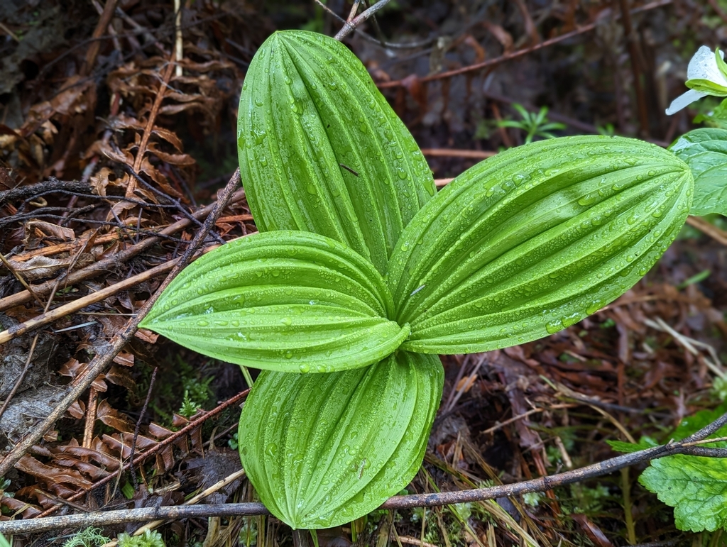 false hellebores from Eugene, OR 97405, USA on April 22, 2023 at 09:41 ...