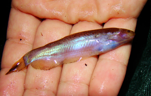 Género Helogenes · iNaturalist Mexico