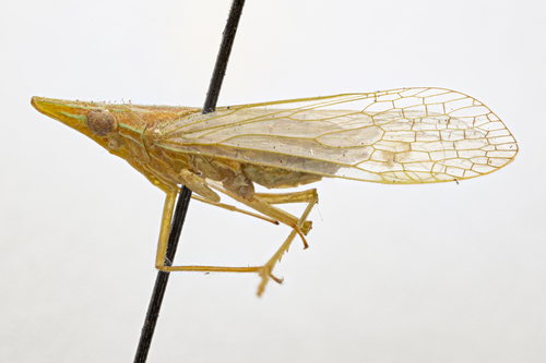 Hyalodictyon platyrhinum · iNaturalist