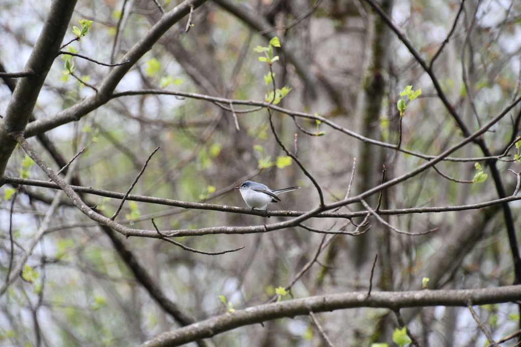 Eastern Blue-gray Gnatcatcher from Randolph County, WV, USA on April 22 ...
