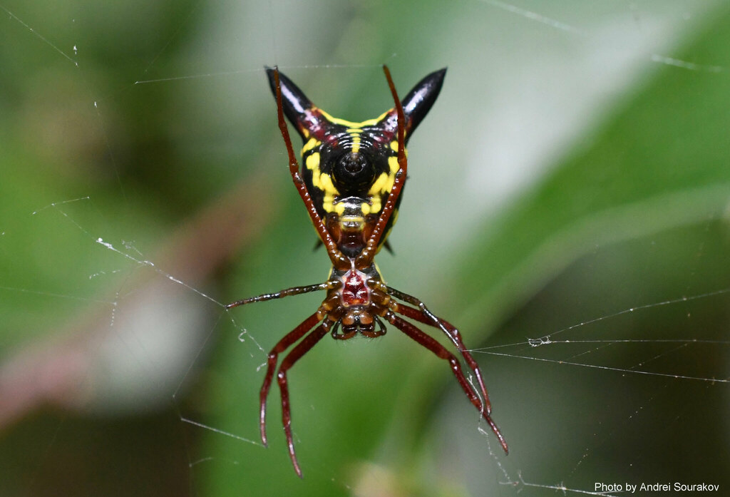 Arrow-shaped Orbweaver from Alachua, FL, USA on April 08, 2023 at 03:57 ...