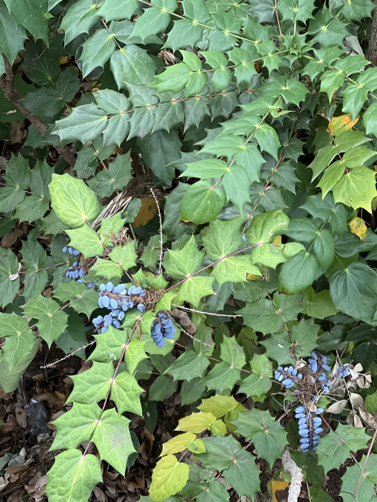 leatherleaf mahonia from The University of Texas at Austin, Austin, TX ...