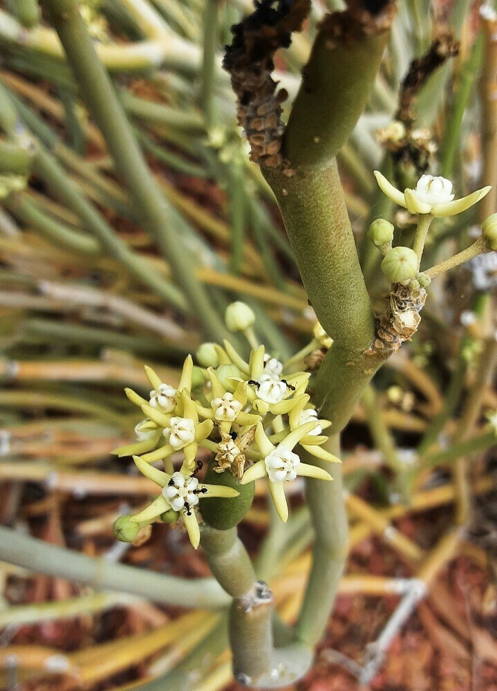 Caustic Vine from Whyalla SA, Australia on March 29, 2023 at 12:16 PM ...