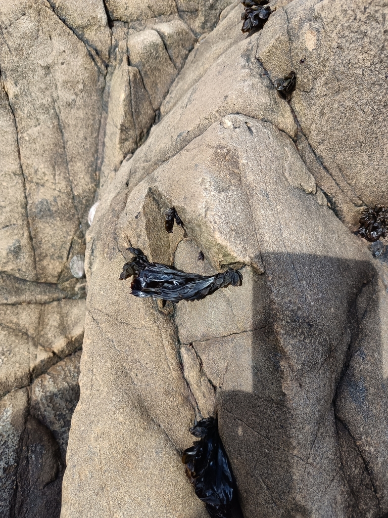 Pyropia from Wellington, New Zealand on April 23, 2023 at 12:27 PM by ...