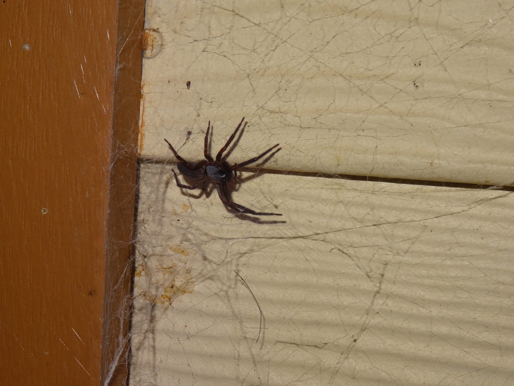 Black House Spider from Smiths Lake NSW 2428, Australia on September 16 ...