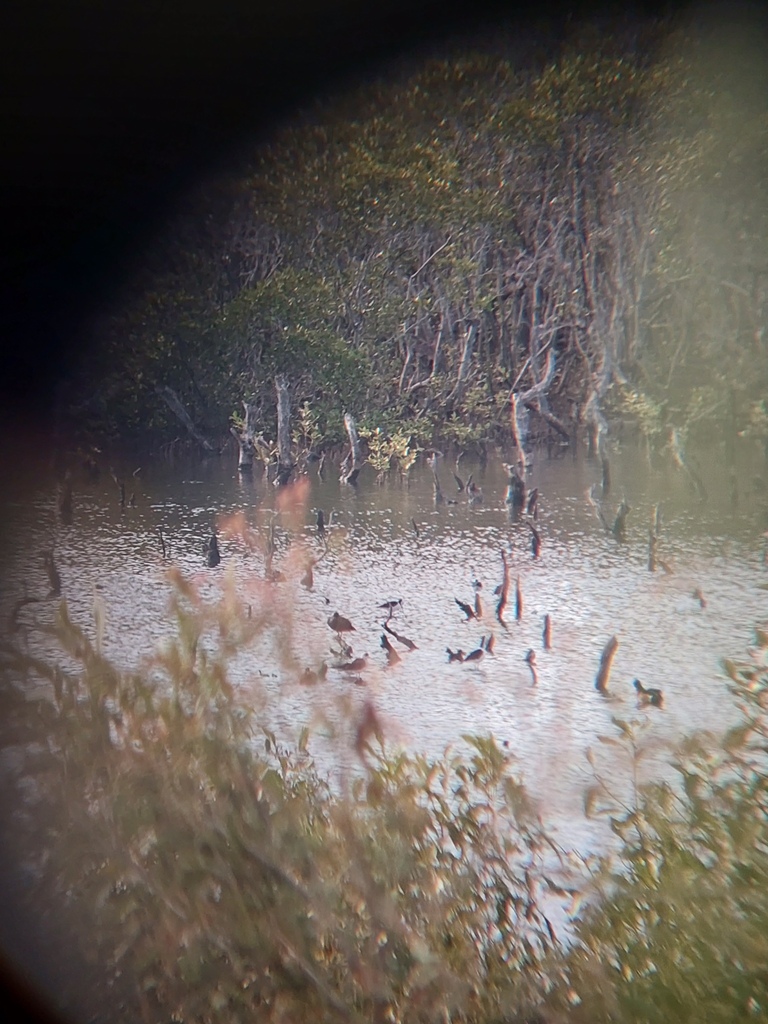 Ducks, Geese, and Swans from Moreton Bay Marine Park, Port of Brisbane ...