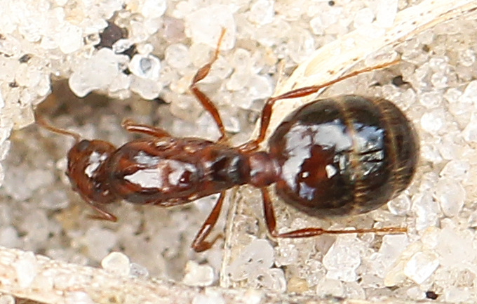 Red Imported Fire Ant from Sewall's Point, FL 34996, USA on April 15 ...