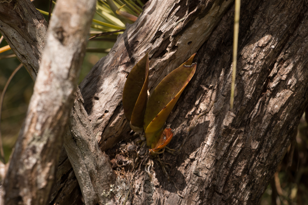 spotted mule-ear orchid in April 2023 by Logan Crees · iNaturalist