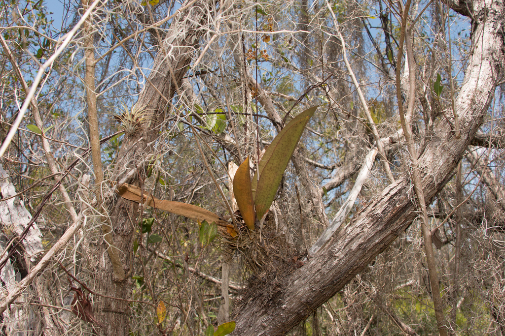 spotted mule-ear orchid in April 2023 by Logan Crees · iNaturalist