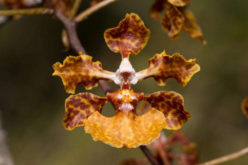 spotted mule-ear orchid in April 2023 by Logan Crees · iNaturalist