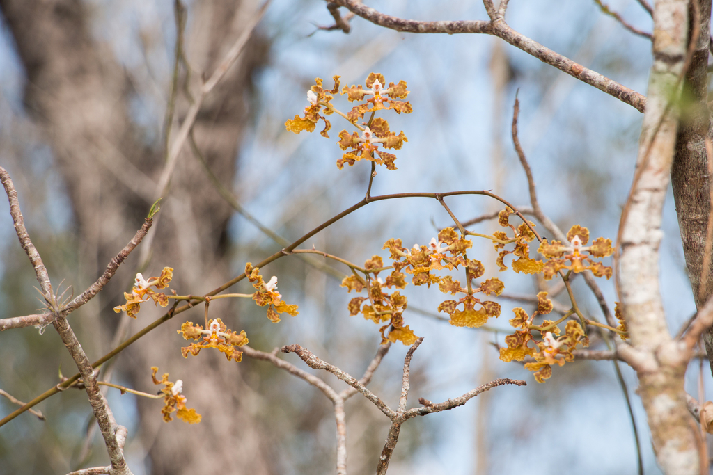 spotted mule-ear orchid in April 2023 by Logan Crees · iNaturalist