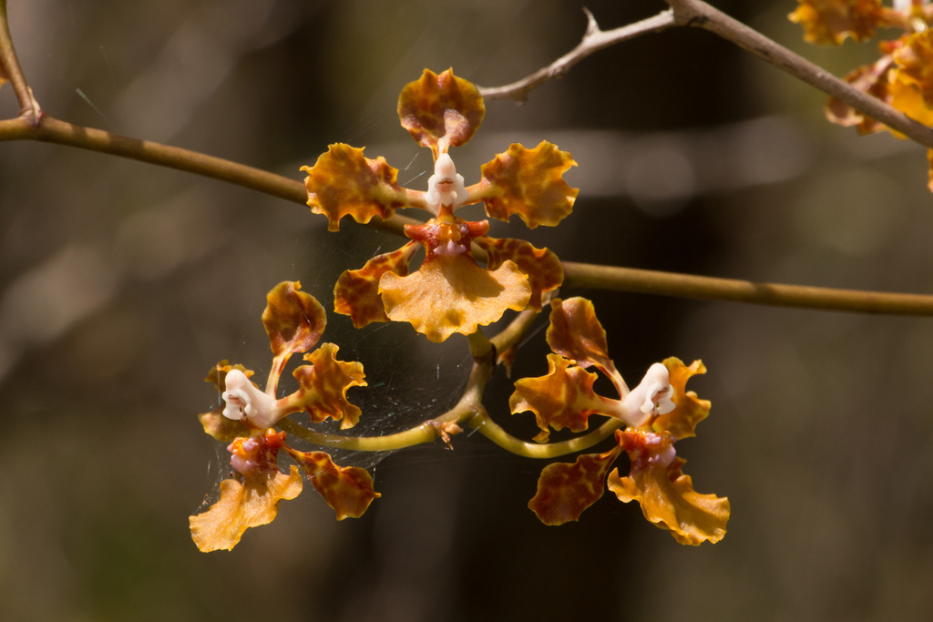 spotted mule-ear orchid in April 2023 by Logan Crees · iNaturalist