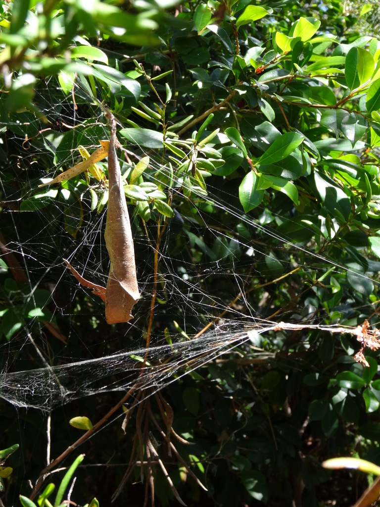 Leaf-curling Spider from Smiths Lake NSW 2428, Australia on February 06, 2014 at 11:50 PM by Dr ...