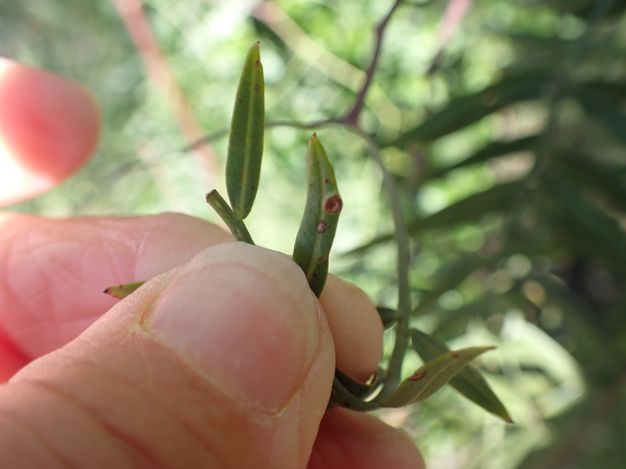 Calophyidae