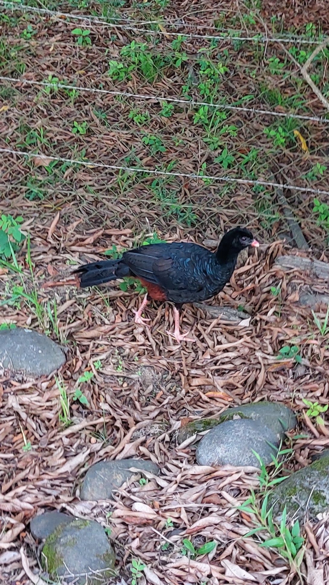 Mitu tomentosum (Spix, 1825)