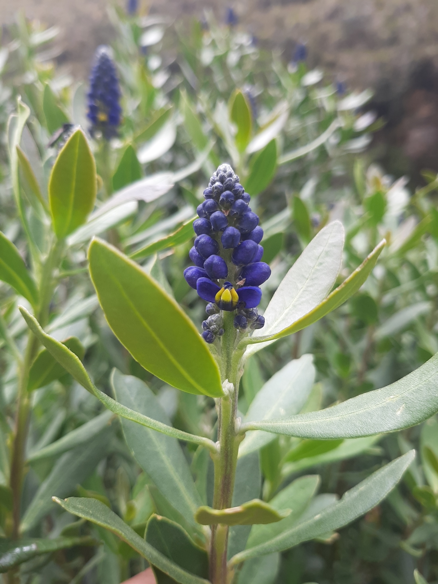 Monnina aestuans (L.fil.) DC.