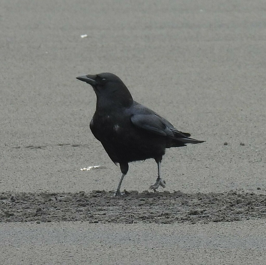 American Crow from Cape Disappointment St. Park, Pacific County, WA ...