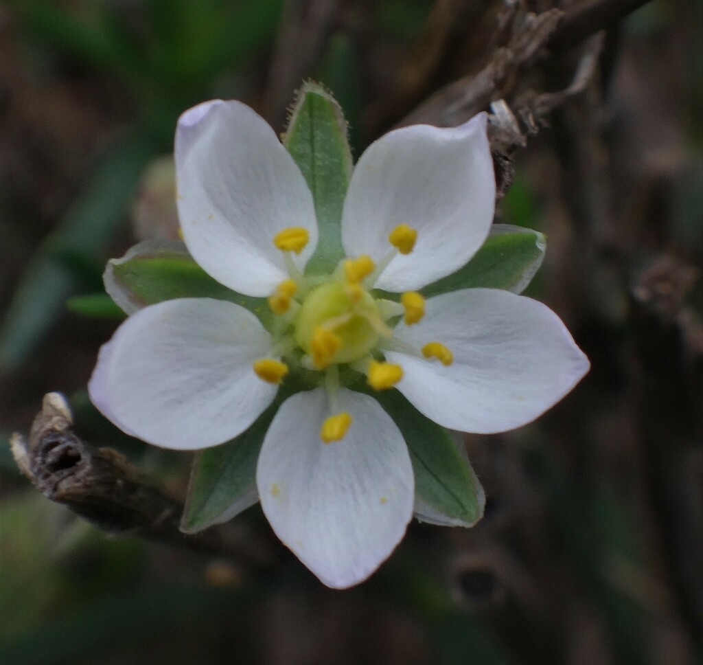 Greater Sea-spurry from Breamlea VIC 3227, Australia on April 22, 2023 ...