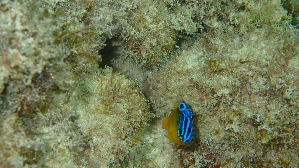 McCulloch’s Scalyfin from Cockburn, WA, Australia on April 22, 2023 at ...