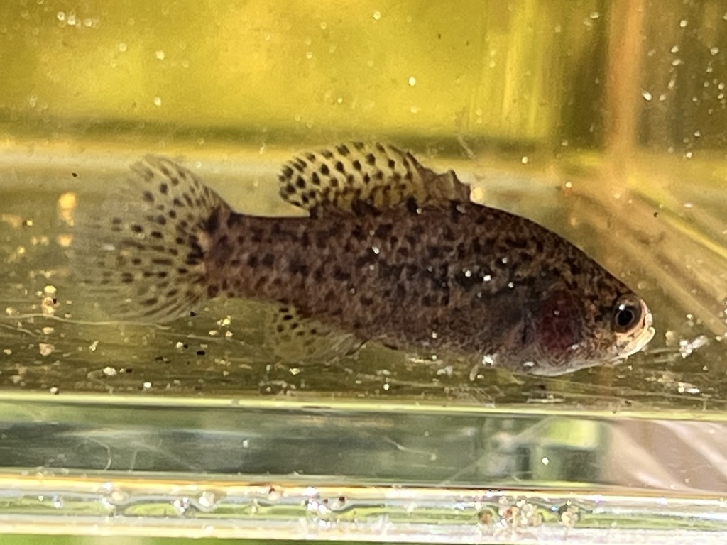 Everglades Pygmy Sunfish from Osceola National Forest, Lake City, FL ...