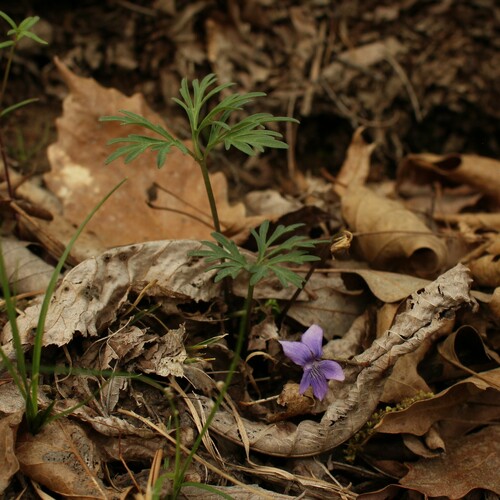Virginia shale woodland violet (Viola tenuisecta) · iNaturalist