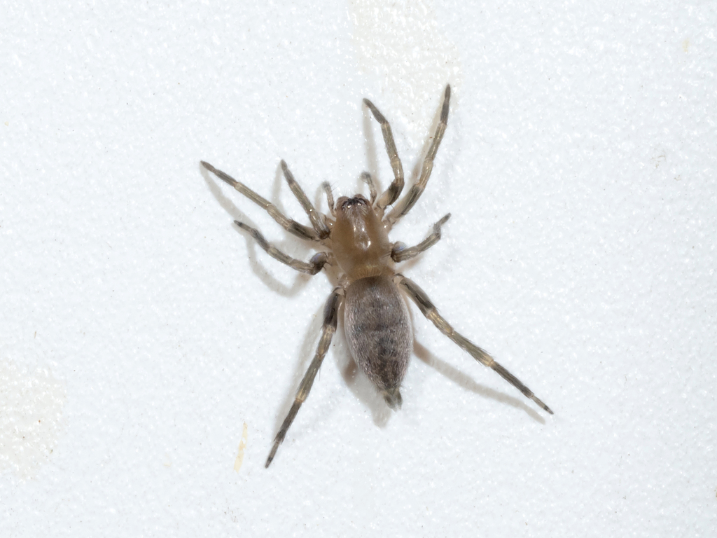 White sac spider from Belle Haven, VA, USA on April 22, 2023 at 03:19 ...