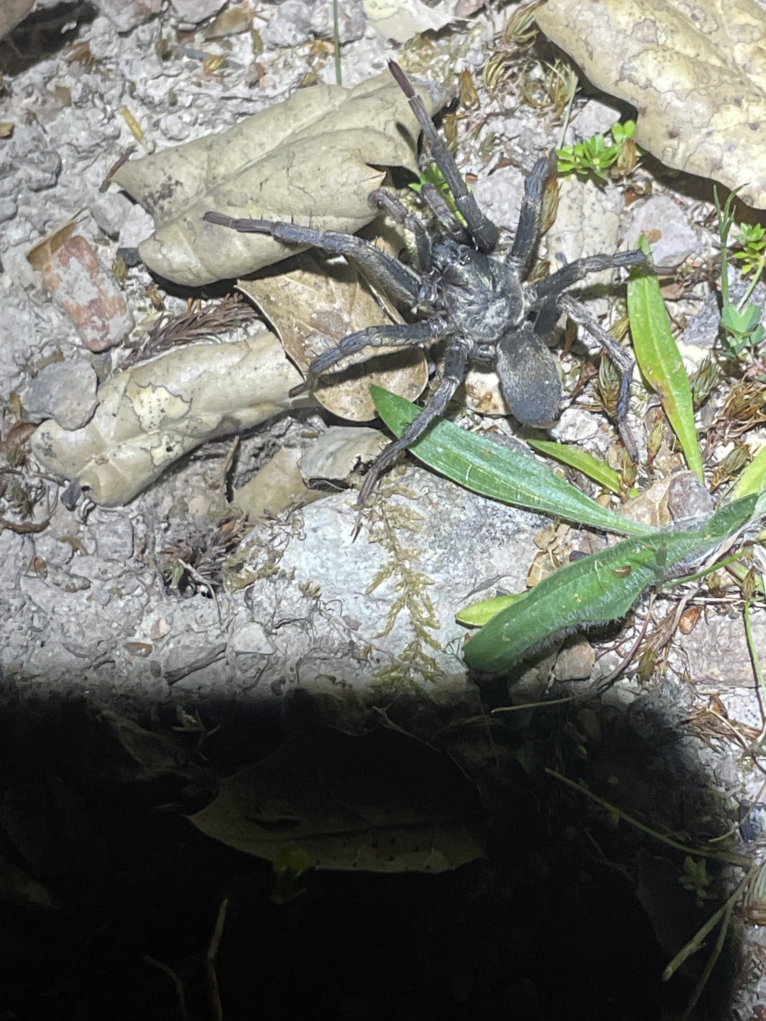 Calisoga longitarsis (Simon, 1891)