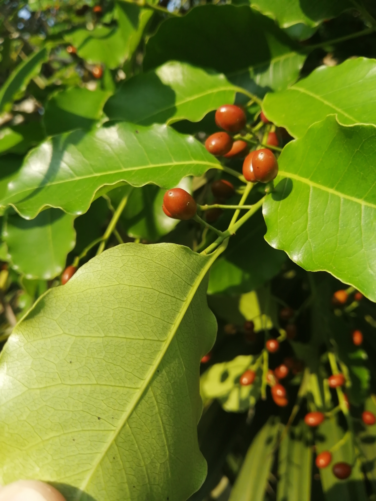 Metopium brownei (Jacq.) Urb.