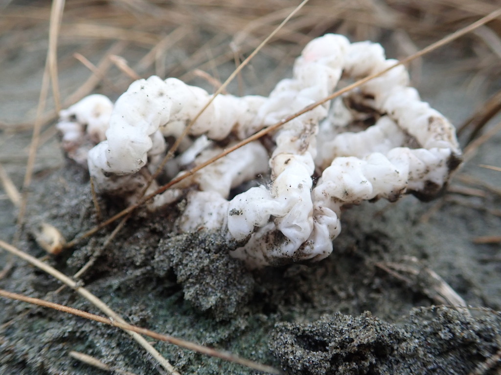 white basket fungus from Foxton Beach, New Zealand on April 23, 2023 at ...