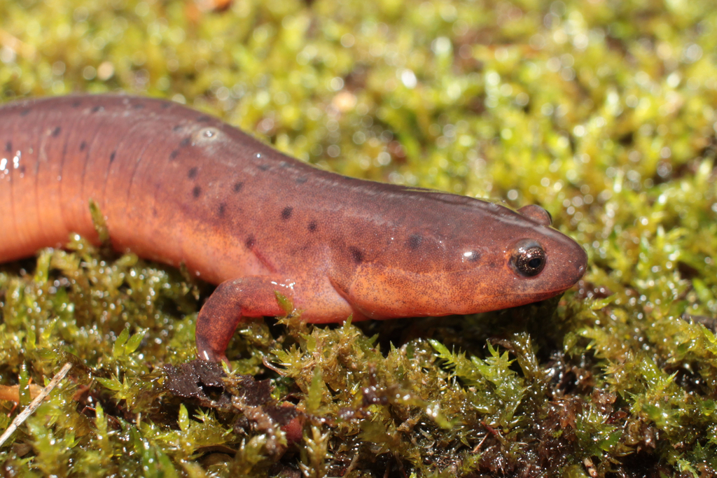 Eastern Mud Salamander in April 2023 by Alex Karasoulos. Lifer!! Last ...