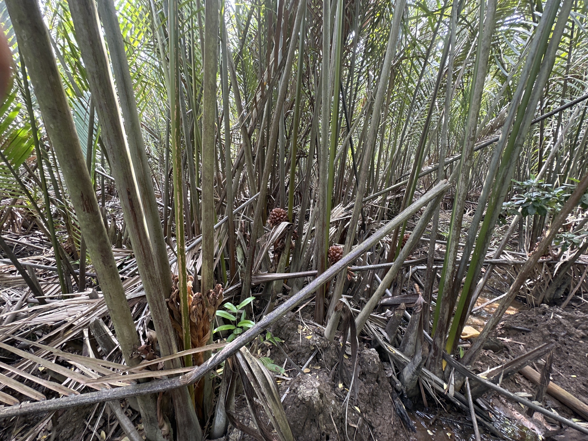 Nypa fruticans Wurmb